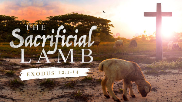 The Sacrificial Lamb - Grace Baptist Church Knoxville, Tennessee The Sacrificial Lamb - Grace Baptist Church Knoxville, Tennessee